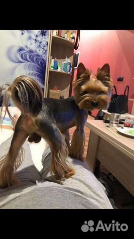 Кобель Йорк 4года. Вязка. Бесплатно