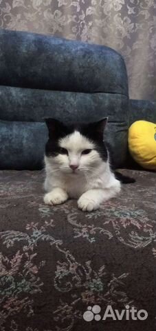 Кот потеряшка спасён,упал между плит, пр.Мира маг