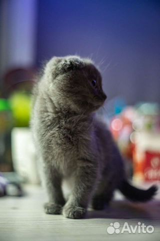 Шотландец котята в добрые руки