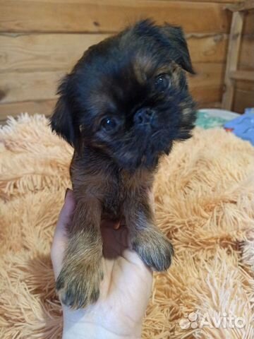 Брюссельский гриффон