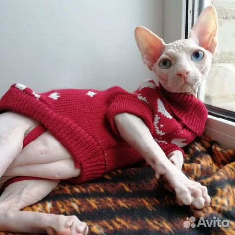 Разноглазый малыш