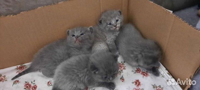 Котята, отец чистокровный вислоухий шотландец, мат