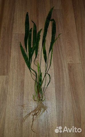 Криптокорина