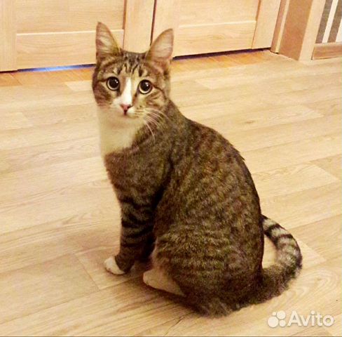 Кошка Куся