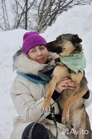 Собака в дар