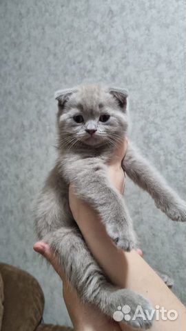 Шотландские котята