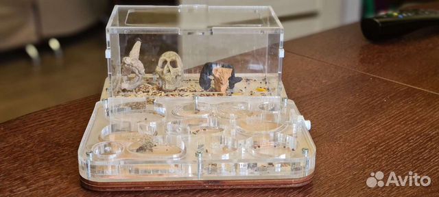 Муравьиная ферма с муравьями