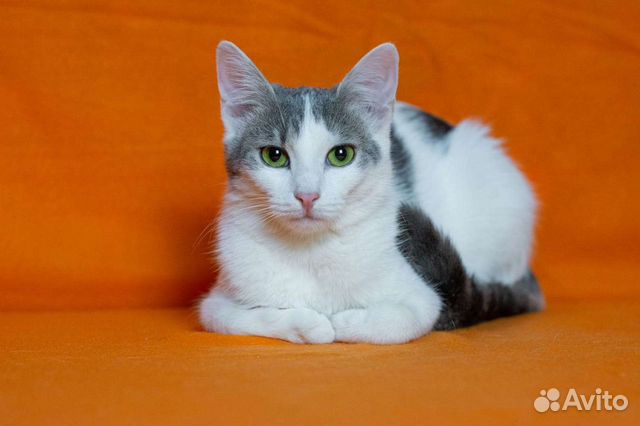 Кошка Мышка ищет дом