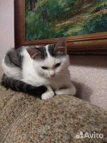 Кошка в дар