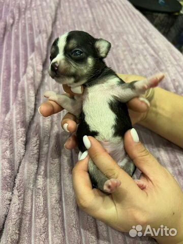 Щенки чихуахуа