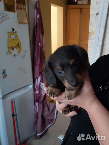 Длинношерстная такса