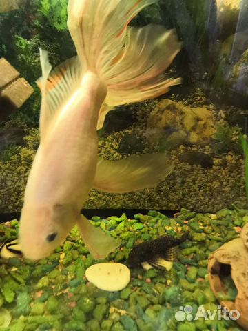 Аквариумные рыбки сомики