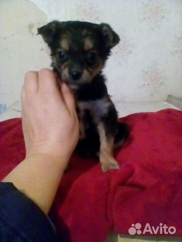 Красавчик арчи