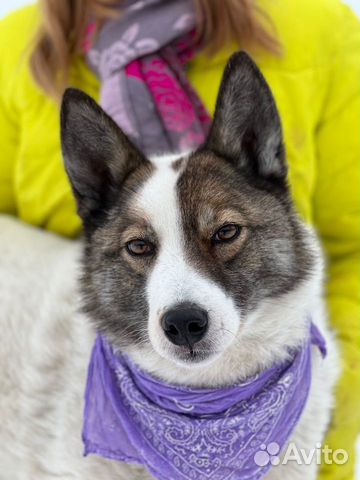 Белла-метис лайки в добрые руки