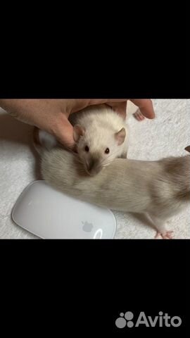 Крыса сиамская дамбо