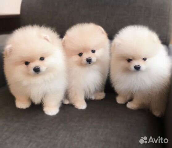 Померанский шпицы мишка