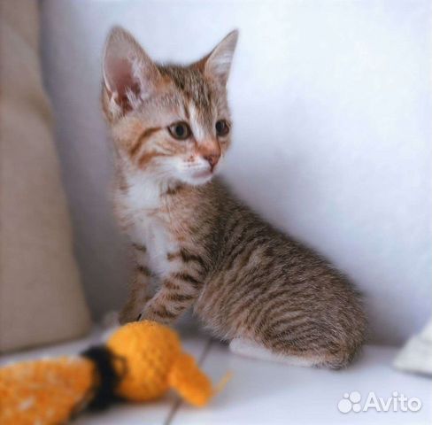 Котёнок полосатый в добрые руки