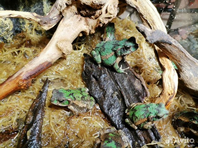Щитковые жабы "Карибские"