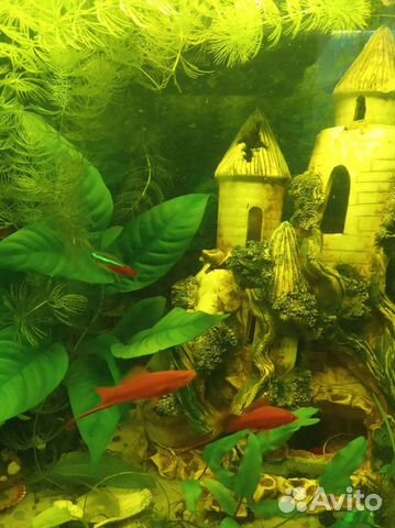 Аквариумные рыбки