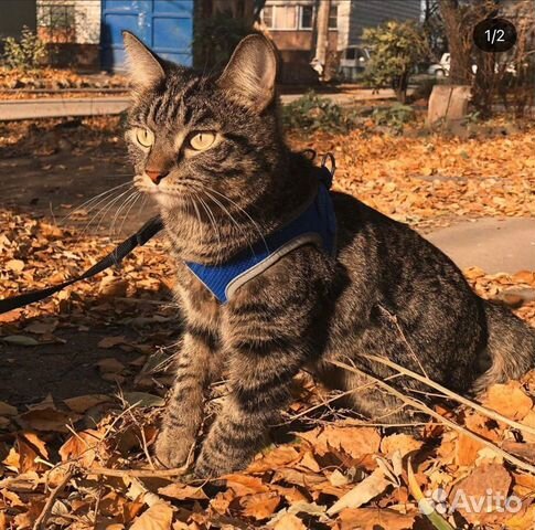 Отдам кота в добрые руки