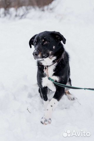 Небольшая ласкуша Тесла, собака в добрые руки