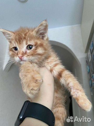 Котик в дар