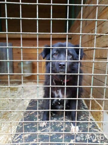 Собака Пеппи