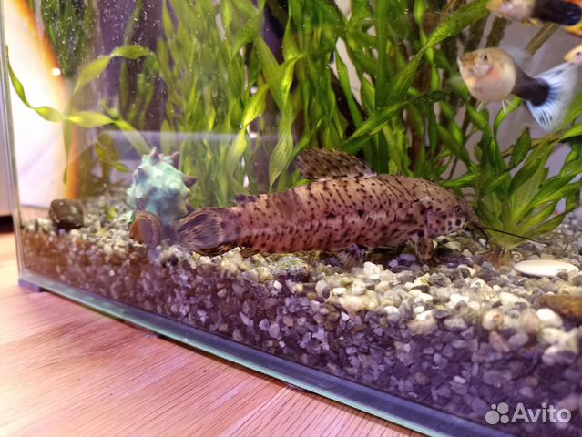 Сом таракатум