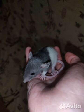 Крысята дамбо