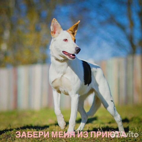 Собака Алина