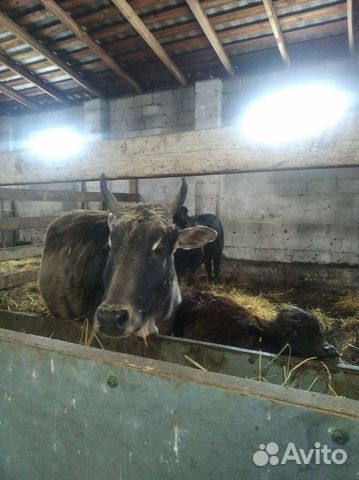 Продам индийских коров
