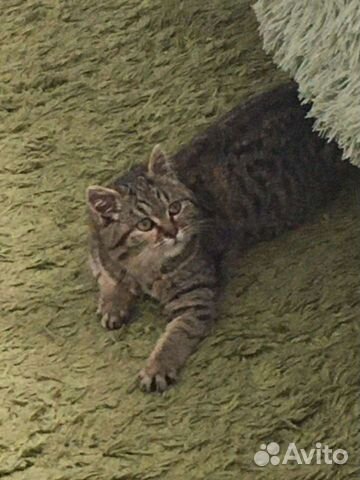 Кошка