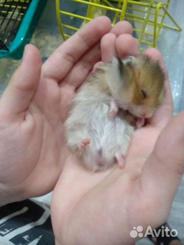 Хомячата сирийские