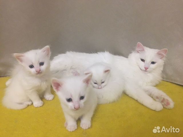 Турецкая ангора