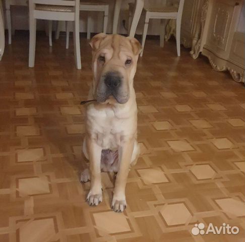 Щенки шарпей