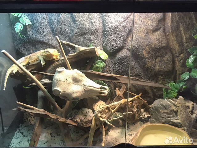 Бородатая агама