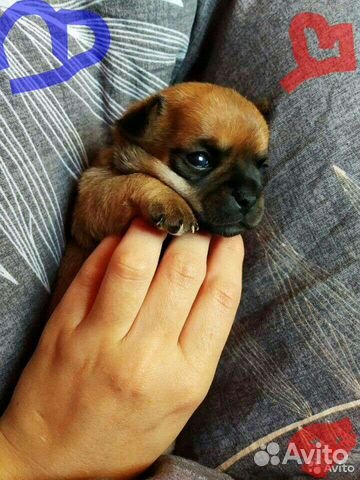 Пышечка чишка