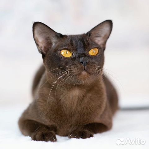 Бурманская кошка