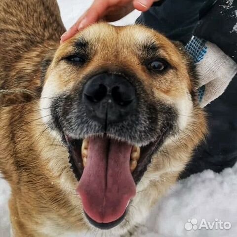 Зая ищет дом