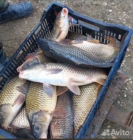 Рыба Зарыбление водоемов