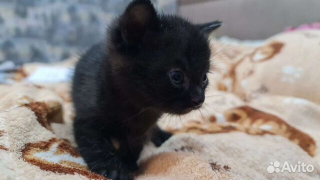 Котёнок девочка чисто чёрная