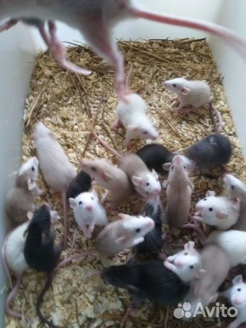 Крысы заморозка