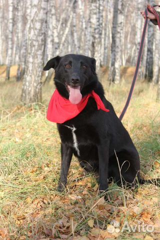 Собака 3 лет ищет дом