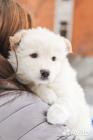 Щенок Умка в дар