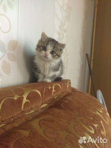 Кошечка в добрые руки