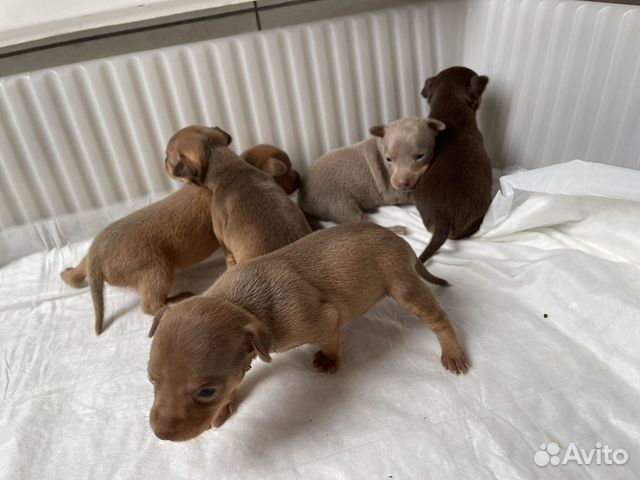 Той-терьер щенки