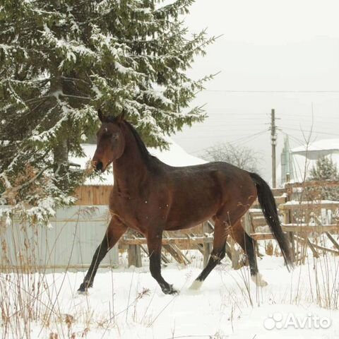 Жеребец случка