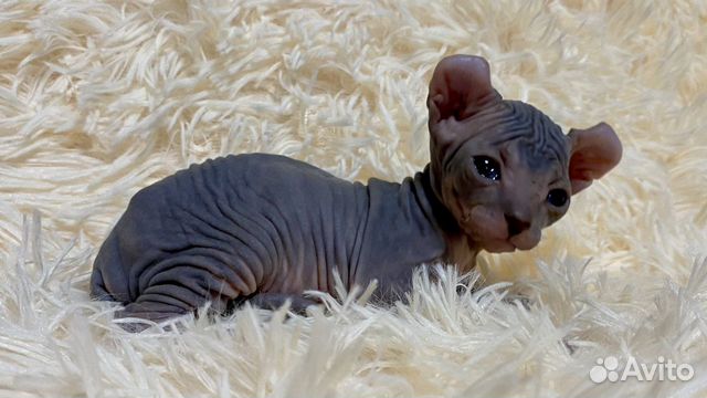 Котята Elf Эльф