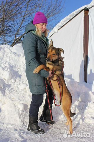 Собака Линда ищет дом