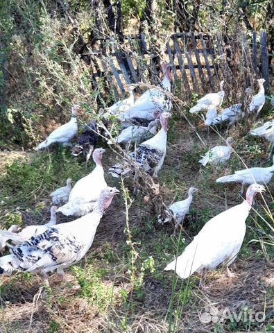 Степные индюшки